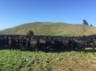 Tangihau Angus | New Zealand's Top-Priced R2 Angus Bulls