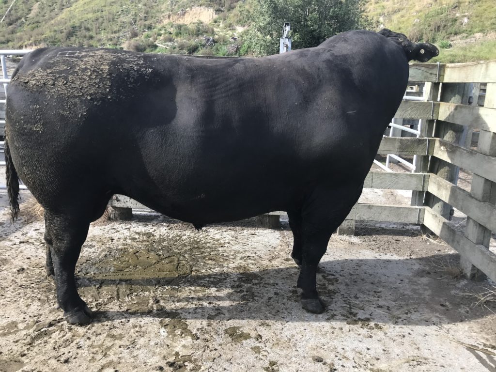 Te Mania 13503 - Tangihau Angus