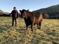 Tangihau Angus | New Zealand's Top-Priced R2 Angus Bulls