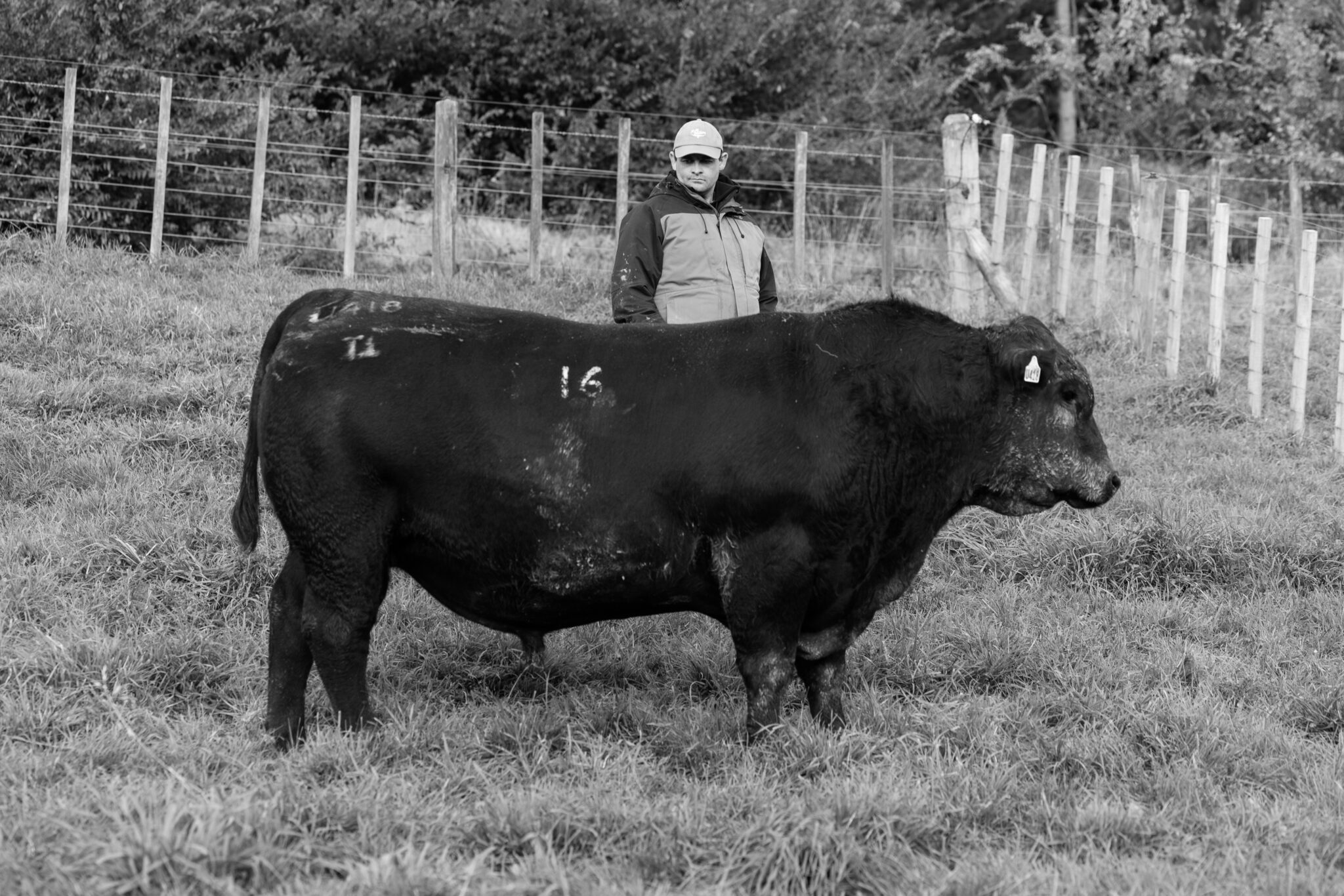 Tangihau Sale History & Competition results for Angus bulls