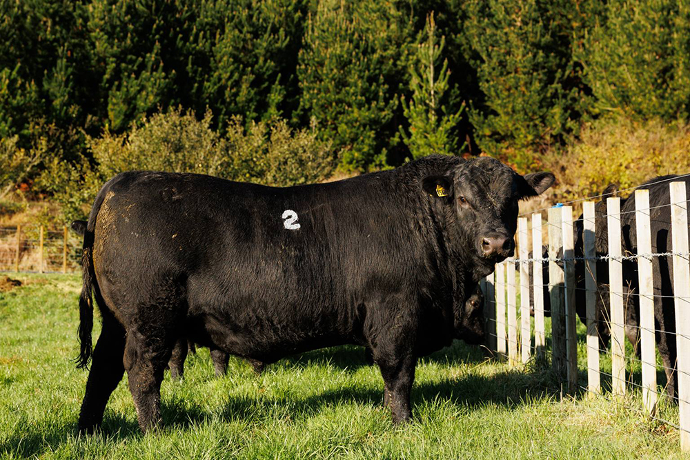Tangihau Angus | New Zealand's Top-Priced R2 Angus Bulls
